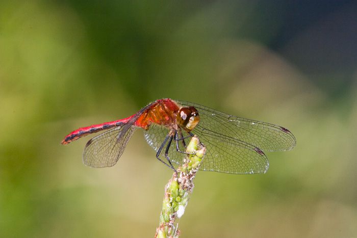 Ruby Meadowhawk (Sympetrum rubicundulum)