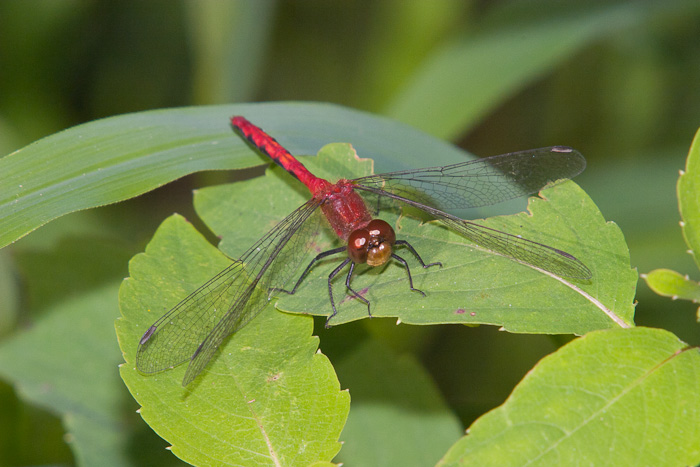 Ruby Meadowhawk (Sympetrum rubicundulum)