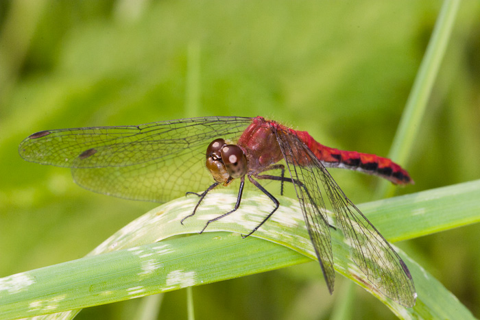 Ruby Meadowhawk (Sympetrum rubicundulum)