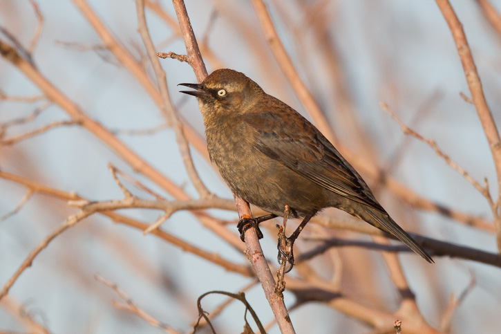 Rusty Blackbird (Euphagus carolinus)