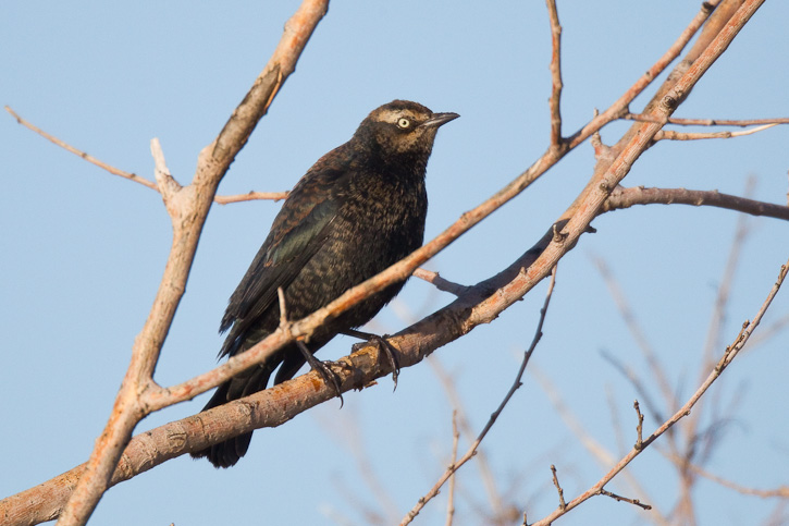 Rusty Blackbird (Euphagus carolinus)