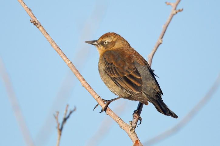 Rusty Blackbird (Euphagus carolinus)