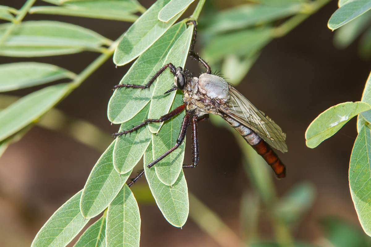 Microstylum galactodes