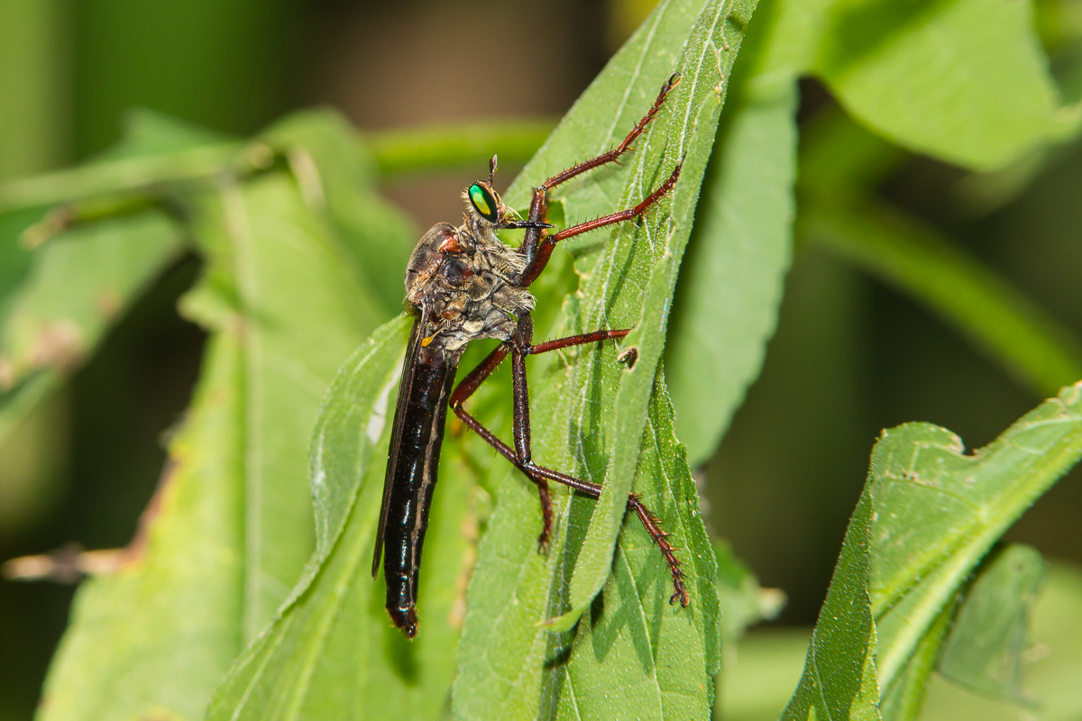 Microstylumn morosum