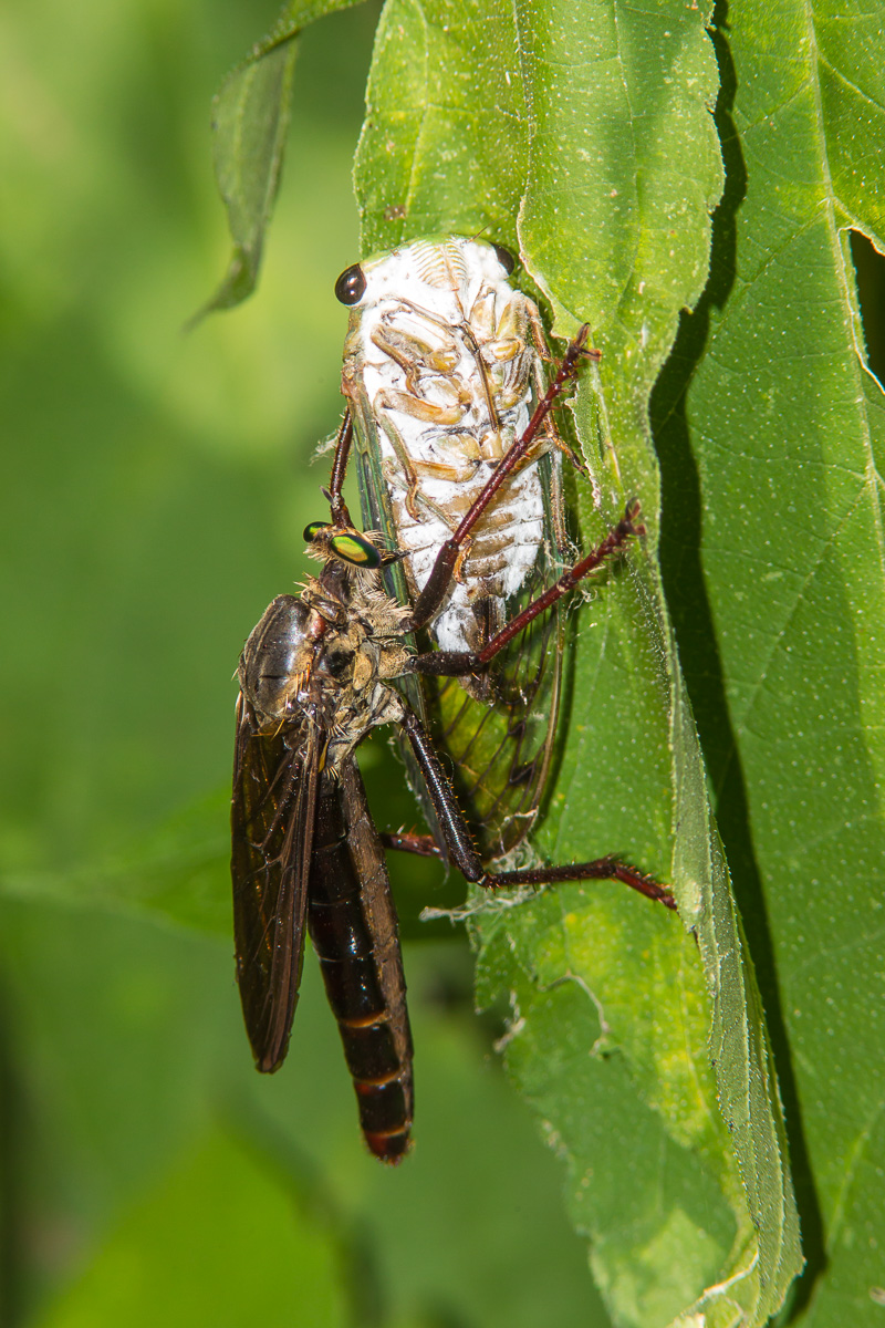 Microstylumn morosum