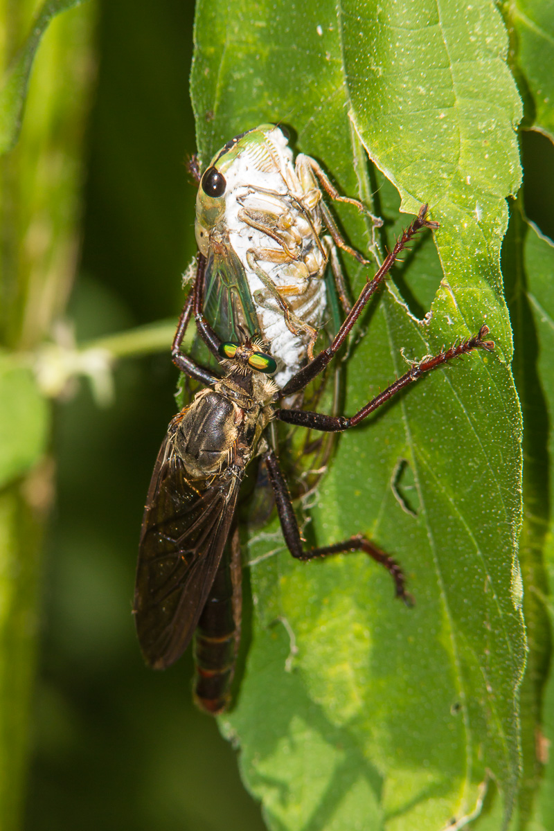 Microstylumn morosum