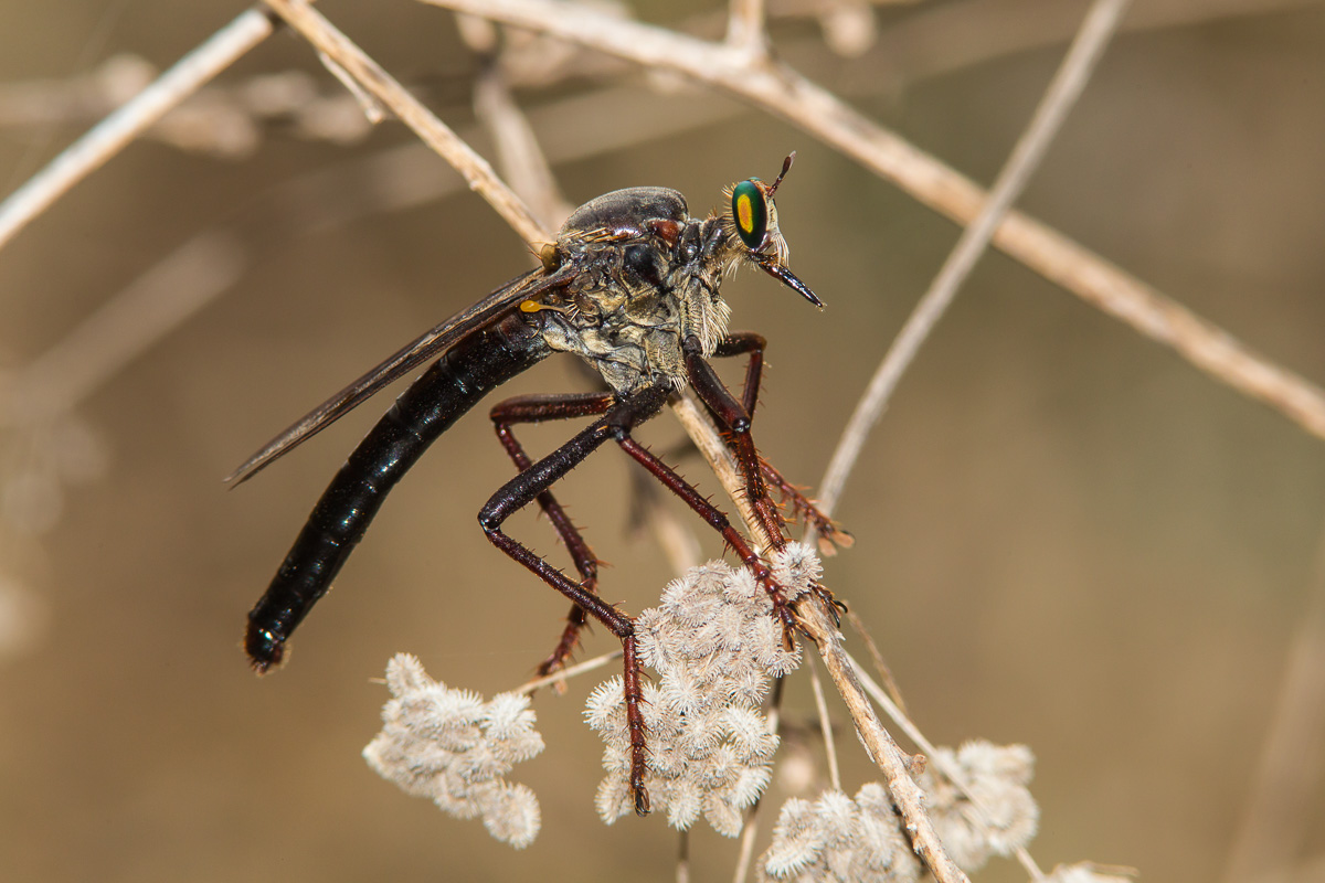 Microstylumn morosum