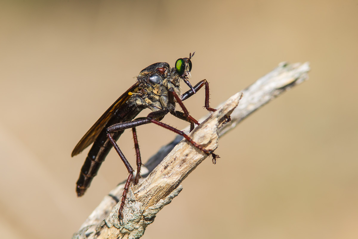 Microstylumn morosum