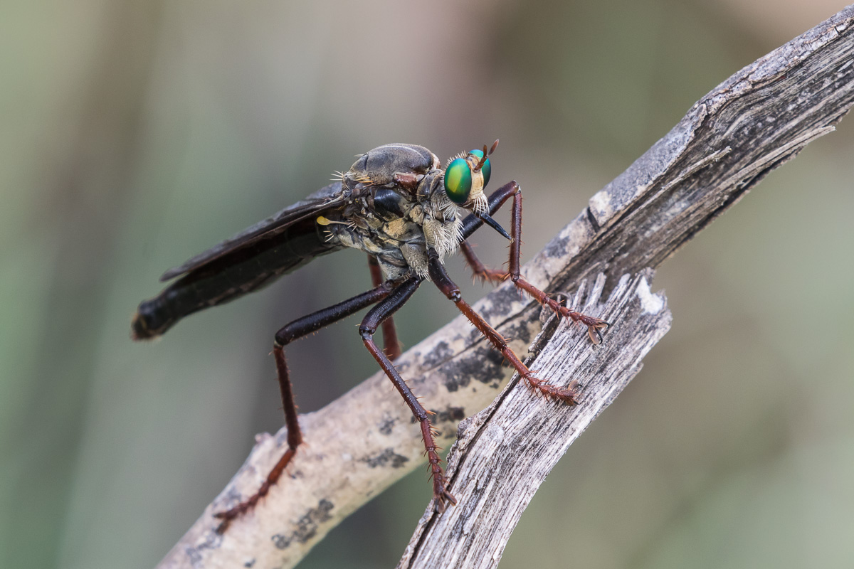 Microstylumn morosum