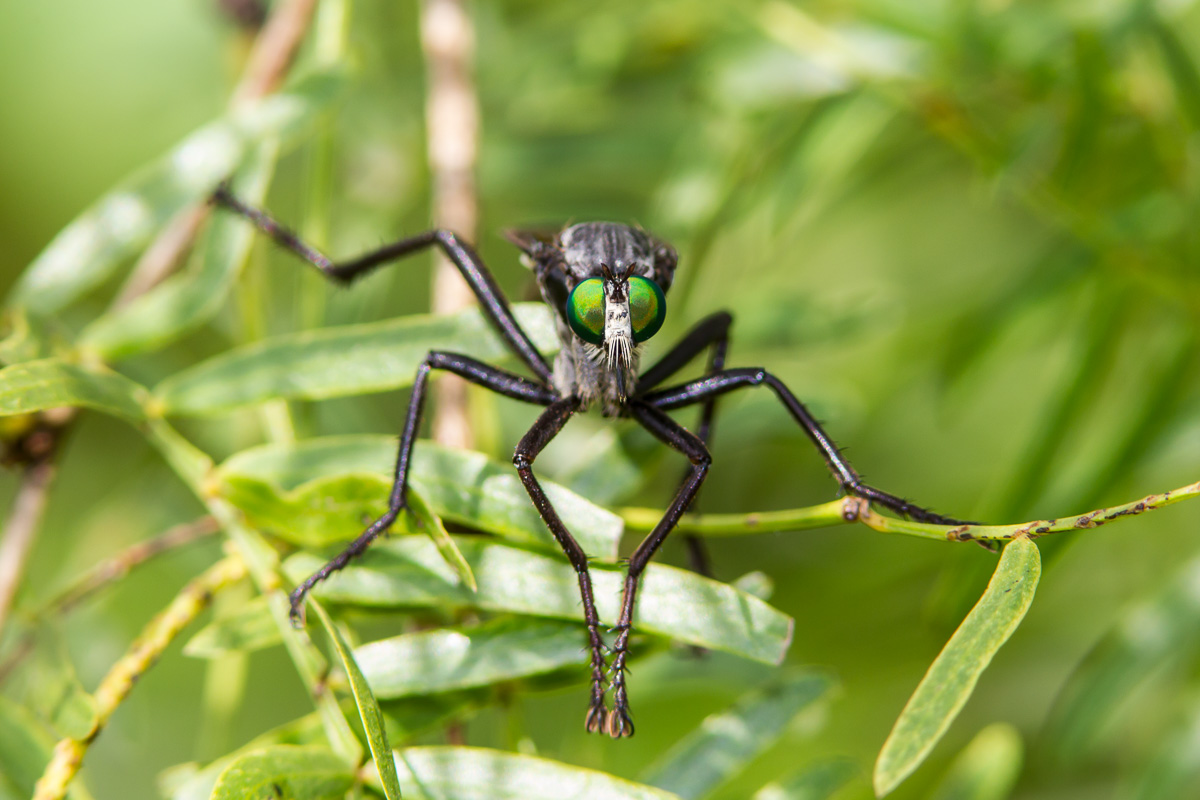 Microstylumn morosum