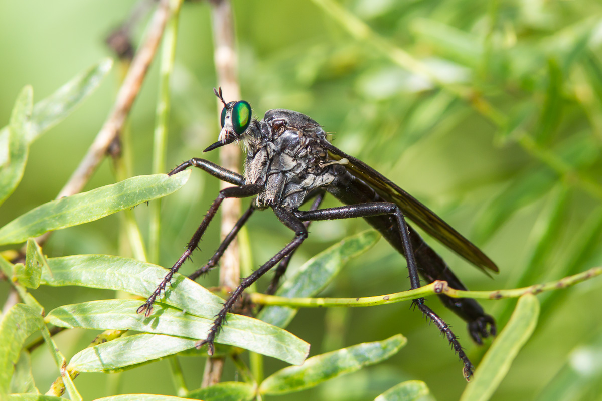 Microstylumn morosum