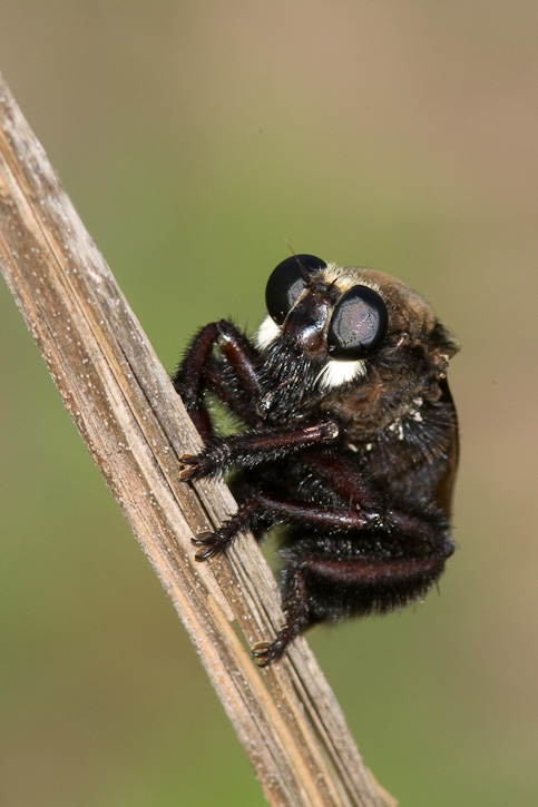 Mallophora leschenaulti AKA Black Bee Killer