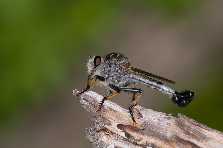 Efferia species robber flies