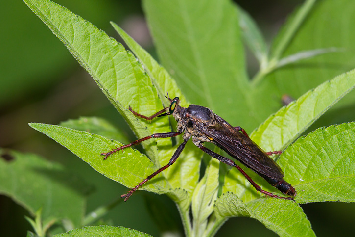 Microstylumn morosum