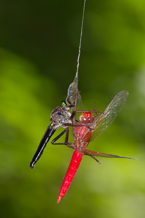 Microstylumn morosum