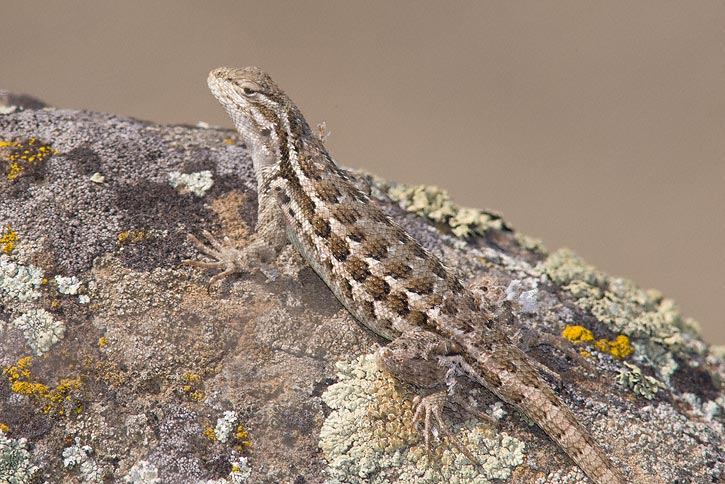 Sagebrush Lizard (Celoporus graciosus)