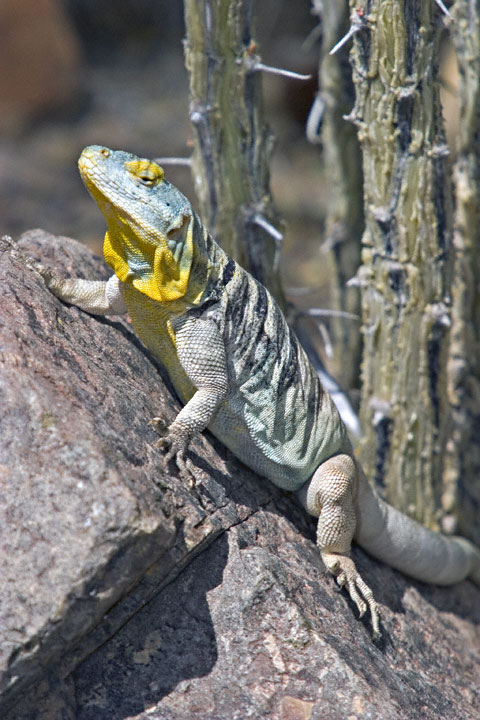 San Lucan Rock Lizard (Petrosaurus thalassinus)