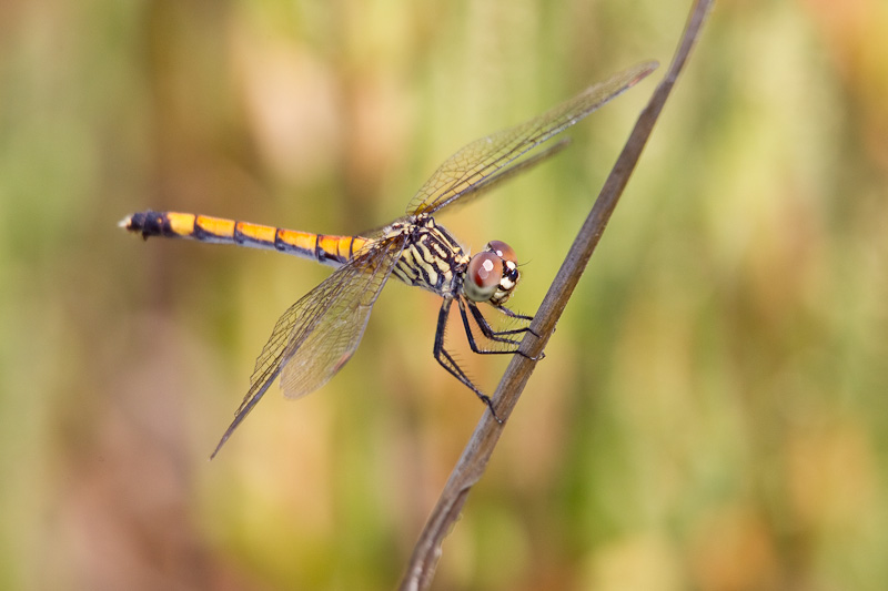 Seaside Dragonlet (Erythrodiplax berenice)
