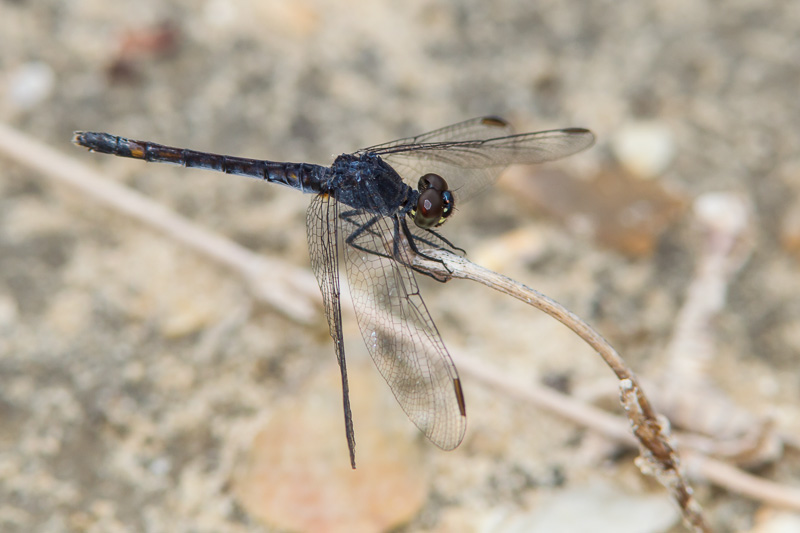 Seaside Dragonlet (Erythrodiplax berenice)