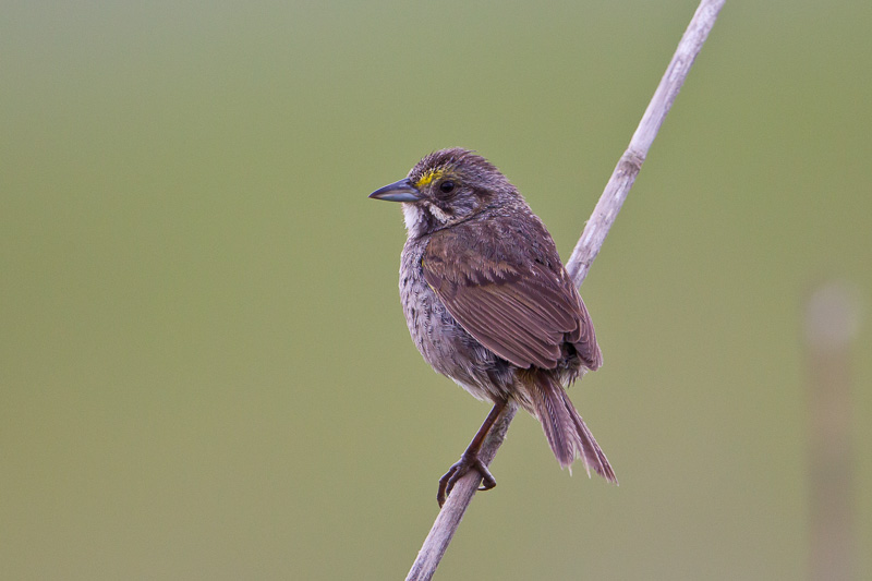 Seaside Sparrow (Ammodramus maritimus)