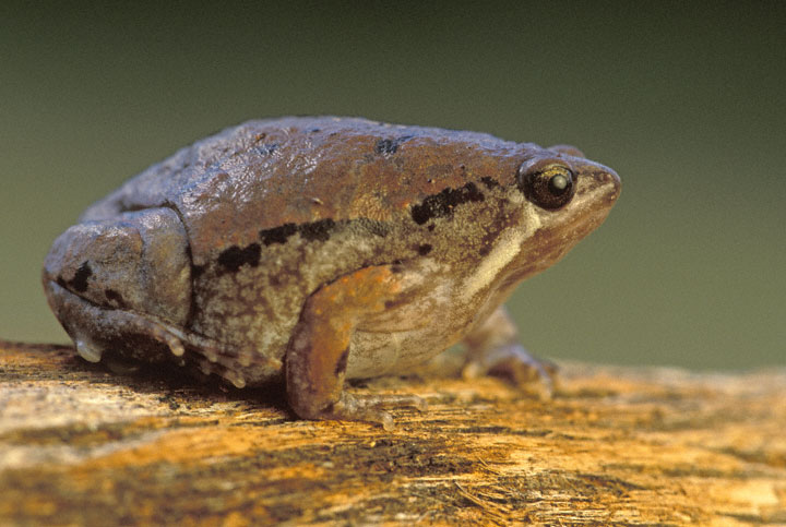 Sheep Frog (Hypopachus variolosus)