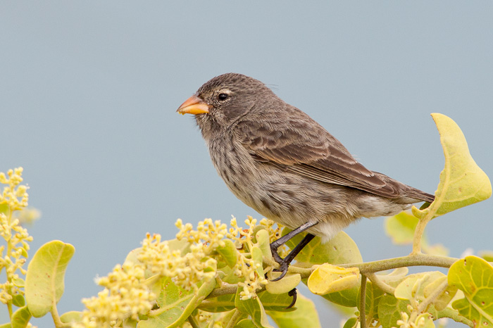 Small Ground-Finch (Geospiza fuliginosa)