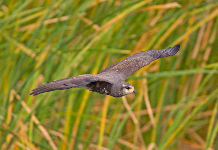 Snail Kite (Rostrhamus sociabilis)