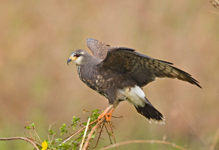 Snail Kite (Rostrhamus sociabilis)