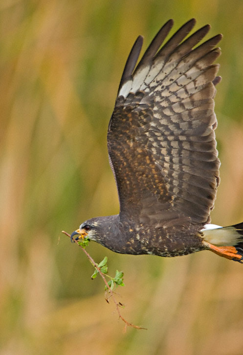Snail Kite (Rostrhamus sociabilis)