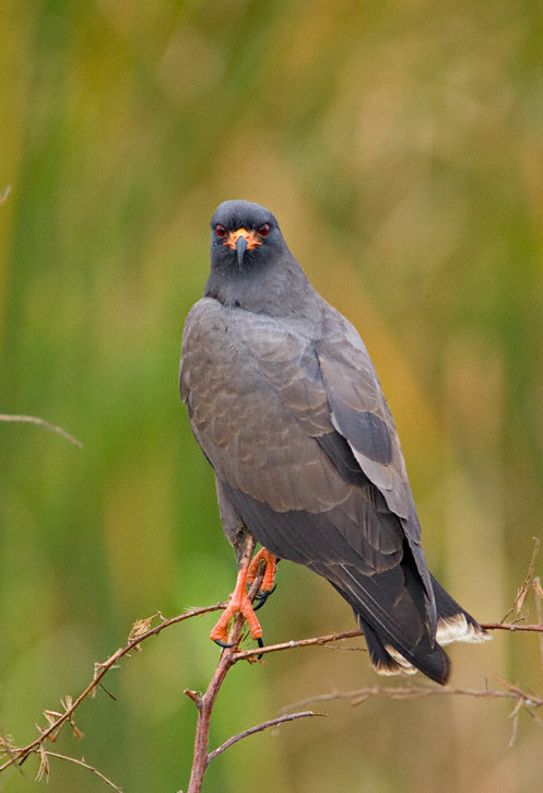 Snail Kite (Rostrhamus sociabilis)