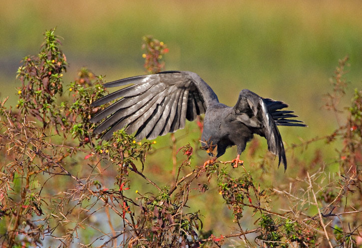 Snail Kite (Rostrhamus sociabilis)