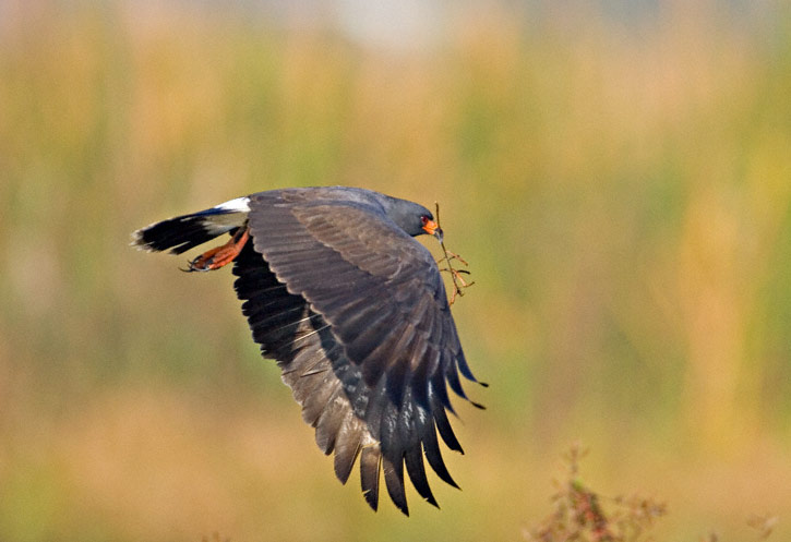 Snail Kite (Rostrhamus sociabilis)