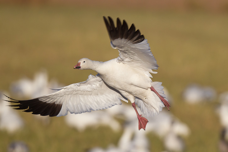 Snow Goose (Chen caerulescens)