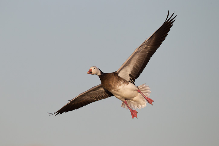 Snow Goose (Chen caerulescens)