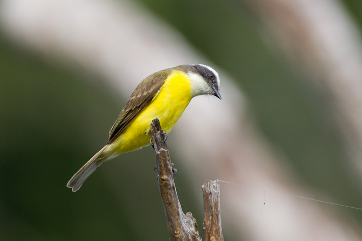 Social flycatcher - Alchetron, The Free Social Encyclopedia