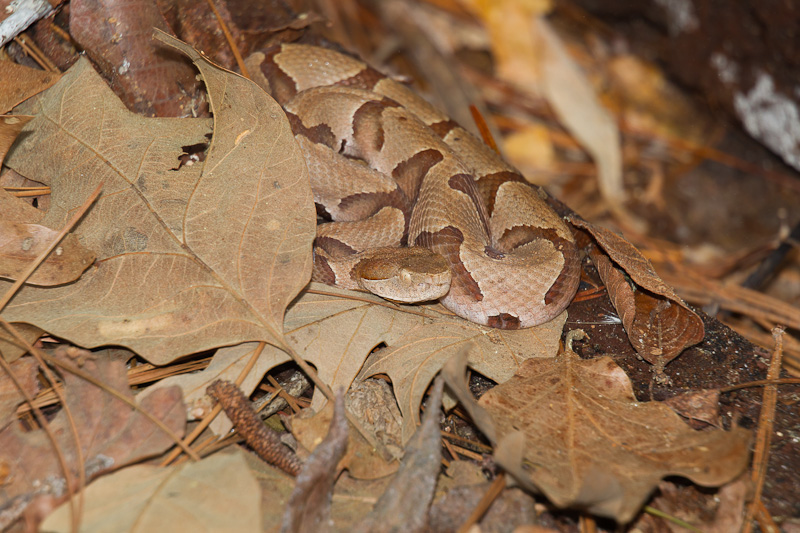 Southern Copperhead (Agkistrodon contortrix contortrix)