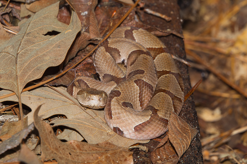 Southern Copperhead (Agkistrodon contortrix contortrix)