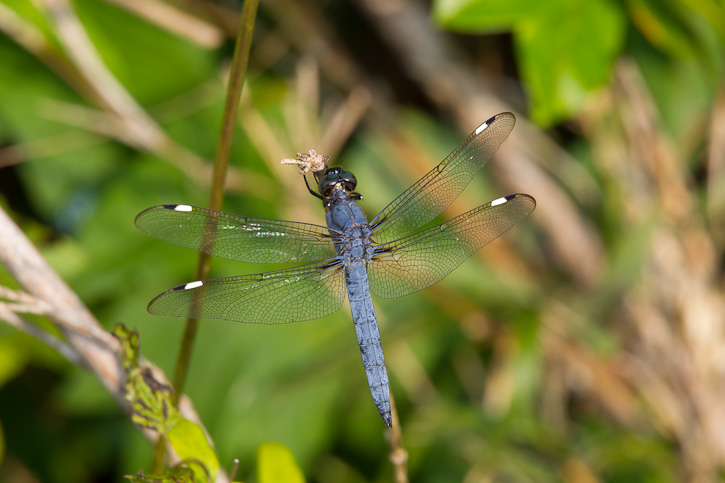 Spangled Skimmer (Libellula cyanea)