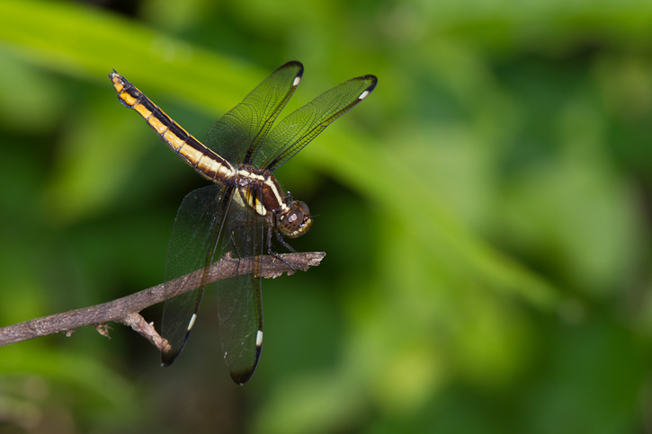 Spangled Skimmer (Libellula cyanea)