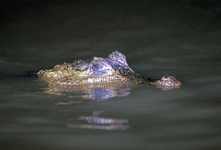 Speckled Caiman (Caiman crocodilus)