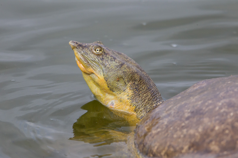 Spiny Softshell Turtle (Apalone spinifera)
