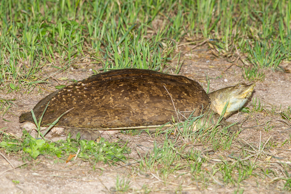 Spiny Softshell Turtle (Apalone spinifera)