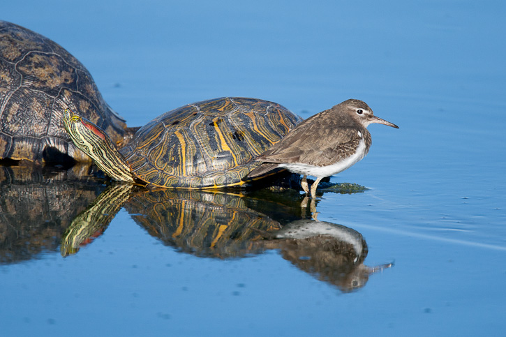Red-eared Slider (Trachemys scripta)