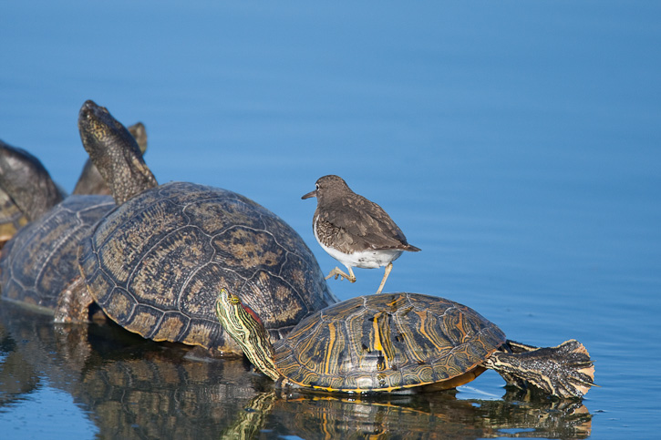 Spotted Sandpiper (Actitis macularia)