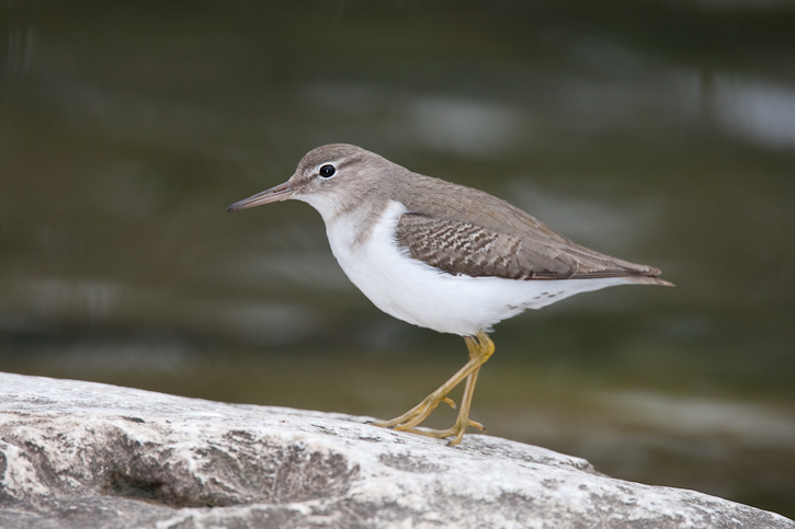Spotted Sandpiper (Actitis macularia)