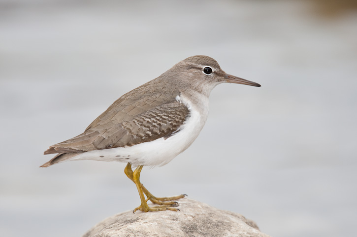 Spotted Sandpiper (Actitis macularia)