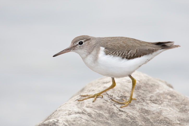 Spotted Sandpiper (Actitis macularia)