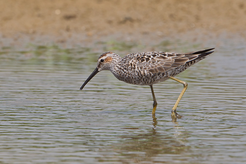 Stilt Sandpiper (Calidris himantopus)