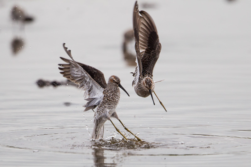 Stilt Sandpiper (Calidris himantopus)
