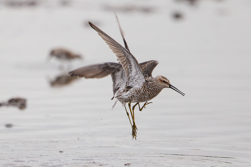 Stilt Sandpiper (Calidris himantopus)